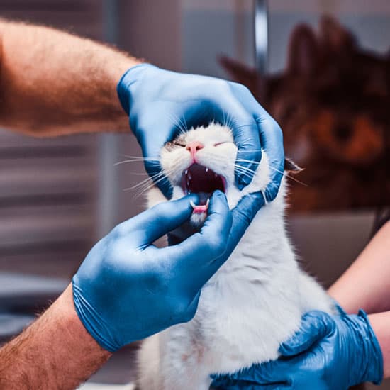 Οδοντιατρείο Μικρών Ζώων Νέα Ιωνία | Vet Dent